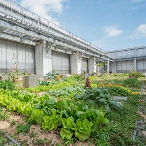 Environment - Hysan Development